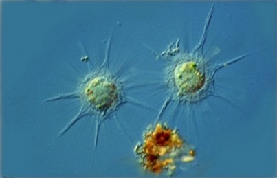 Locomoción: Locomoción celular