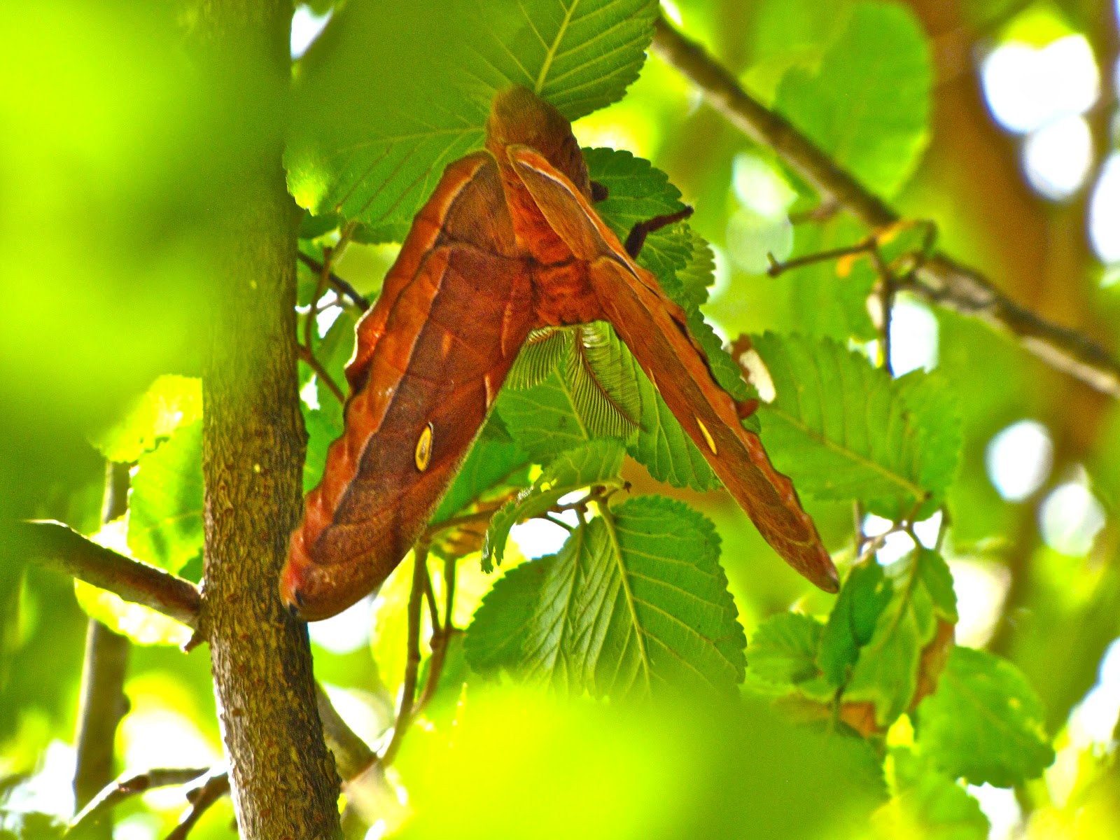 Mother Earth: OAK SILK MOTH