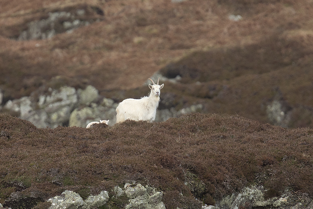 Wessex Wildlife: Goats and grey seals