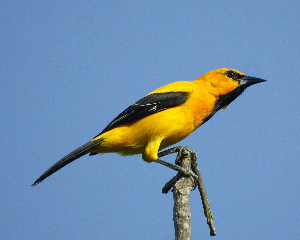 Hola, Sopetrán.: El Turpial, uno de los mejores cantantes del mundo animal.