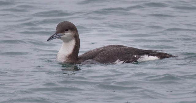 Portland Bird Observatory and Field Centre: 1st March