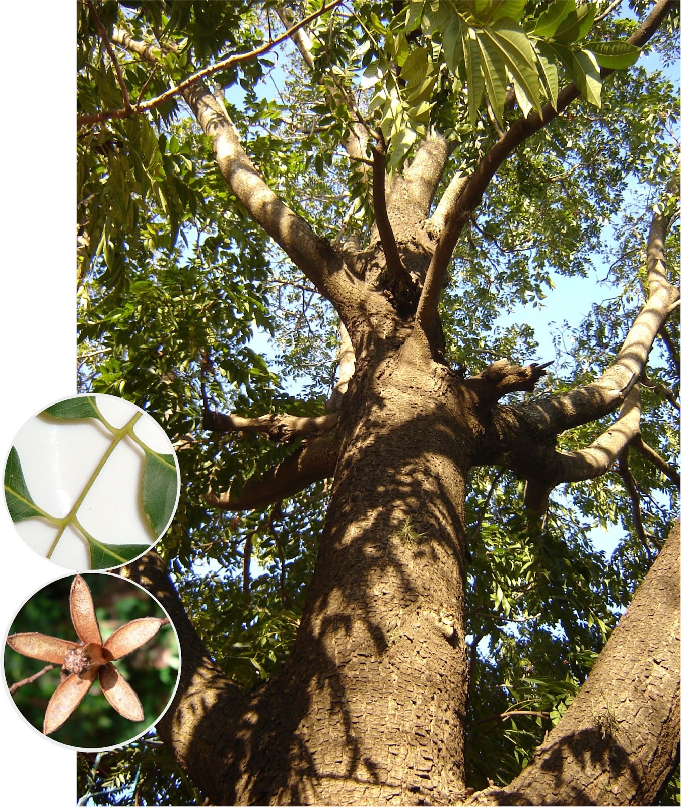 v e r d e c h a c o: Cedro