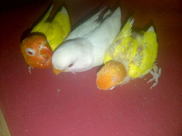 BnR Bird Farm: profil indukan burung lovebird