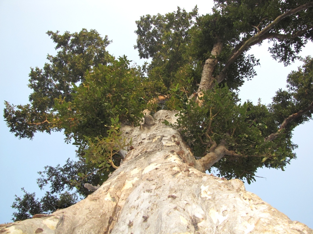 Gifting Trees...: Our Ecosystems : Trees!