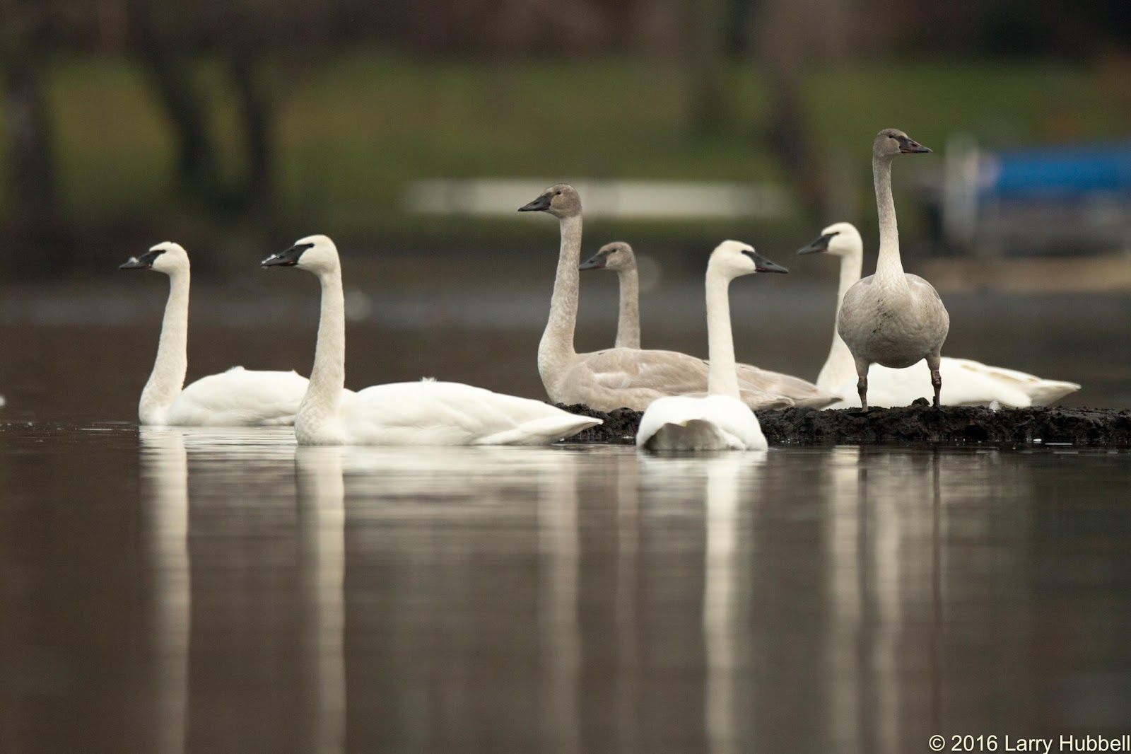 Union Bay Watch : The World's Largest Swans