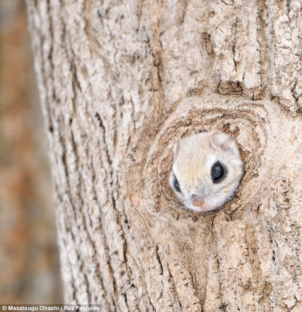 White Wolf : Flying squirrels of Siberia pop out to say hello (Photos ...