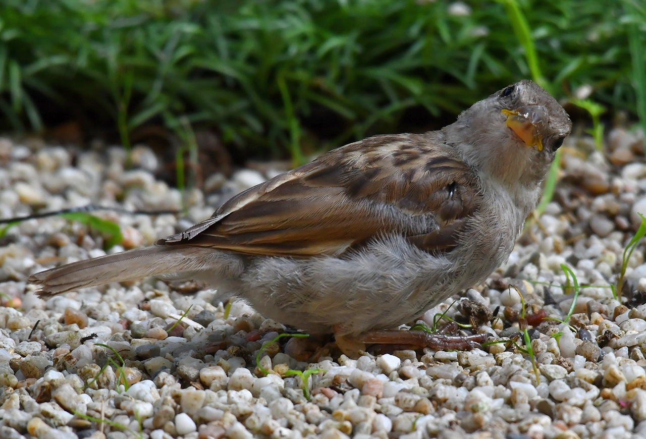Jozef van der Heijden - Natuurfotografie: De Huismus (Passer domesticus)