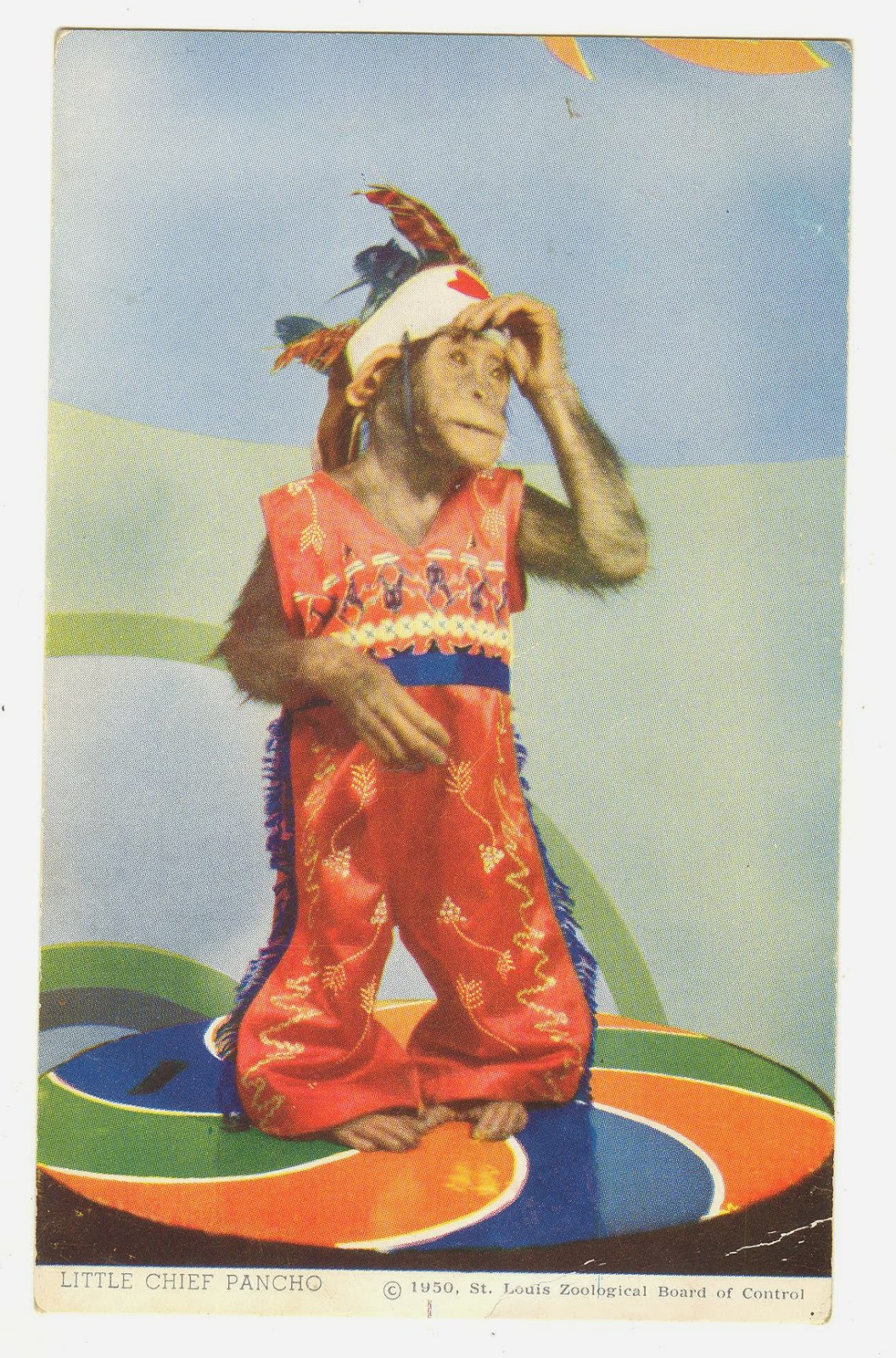 Judy's Postcards Plus: Little Chief Pancho St Louis Zoo Chimpanzee Show ...