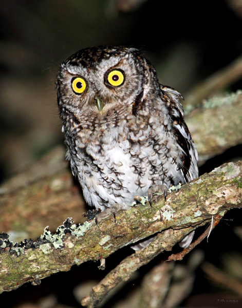 Bellas Aves de El Salvador: Megascops trichopsis (tecolote bigotudo)