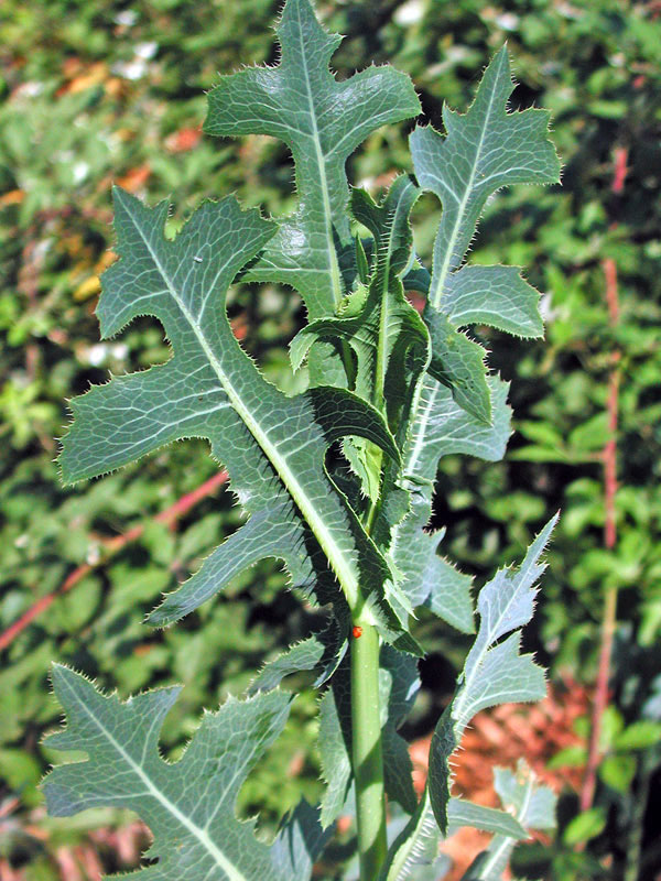 Dottor Natura: Lattuga selvatica - una pianta sacra dimenticata