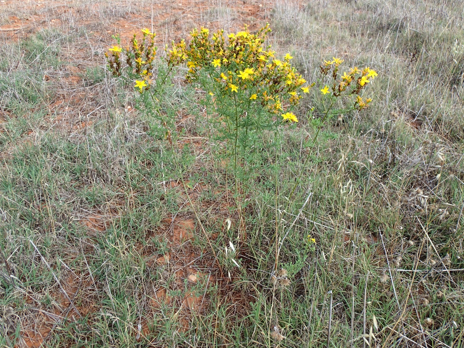 CA L'HERBOLARI ALZIRA: PERICÓ GROC