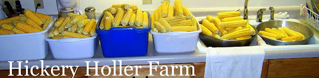 Hickery Holler Farm: Canning Corn