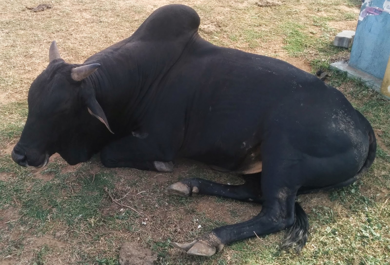 Tamil Nadu Cattle Breeds