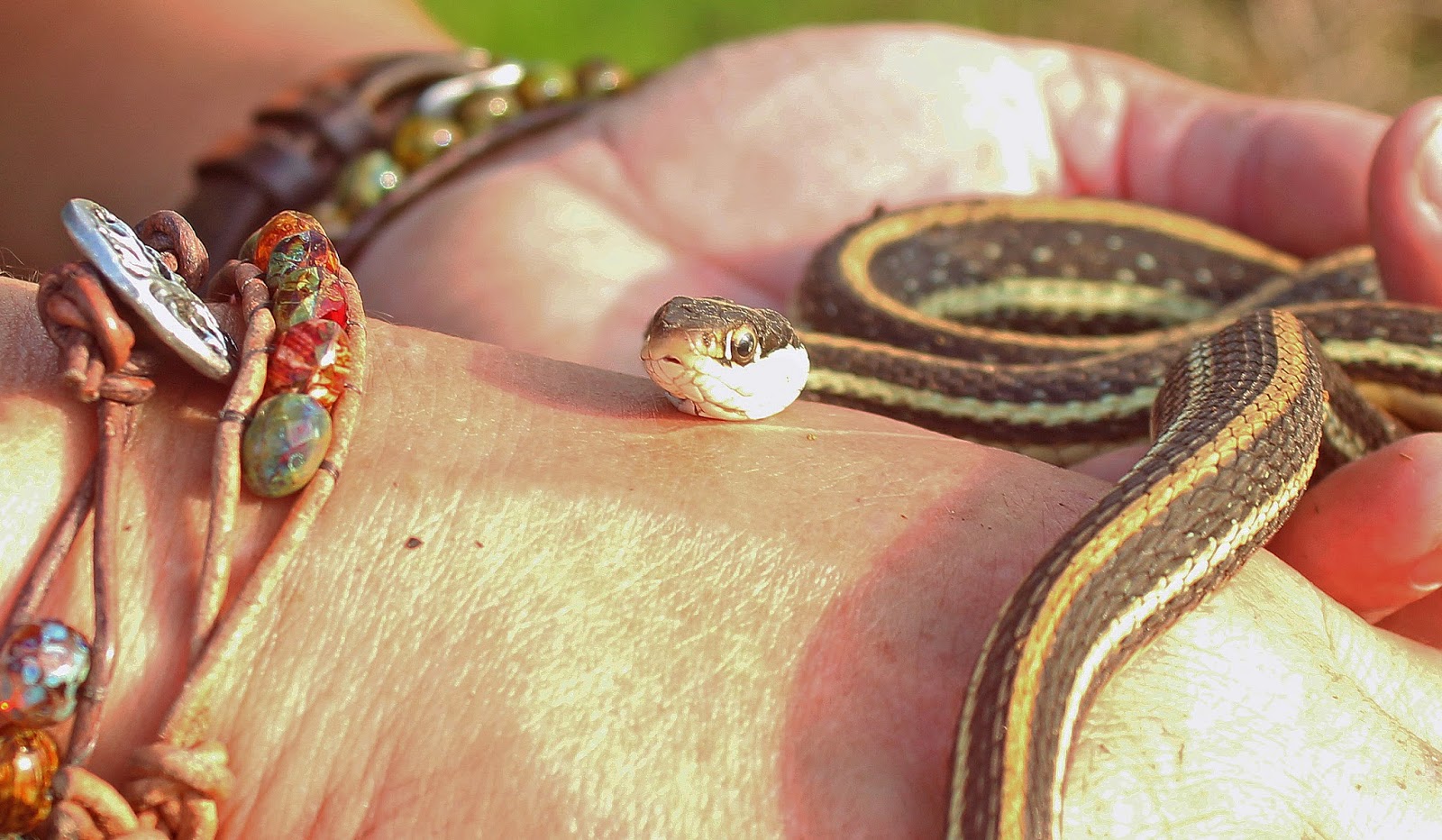 Western Ribbon Snake