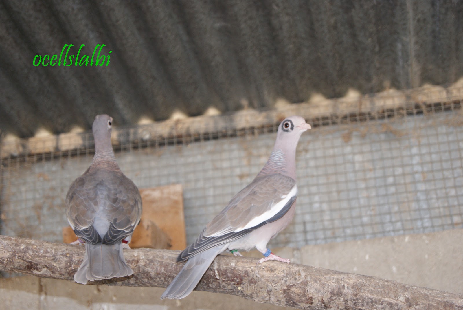 Tórtolas y Palomas Silvestres: Aves Jóvenes