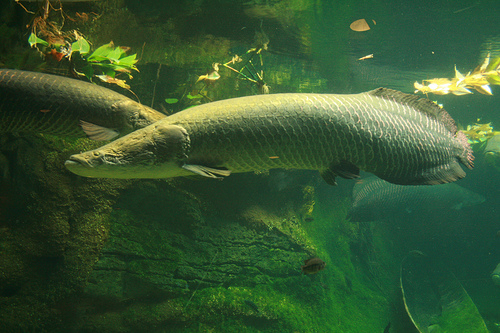 Arapaima | The Life of Animals