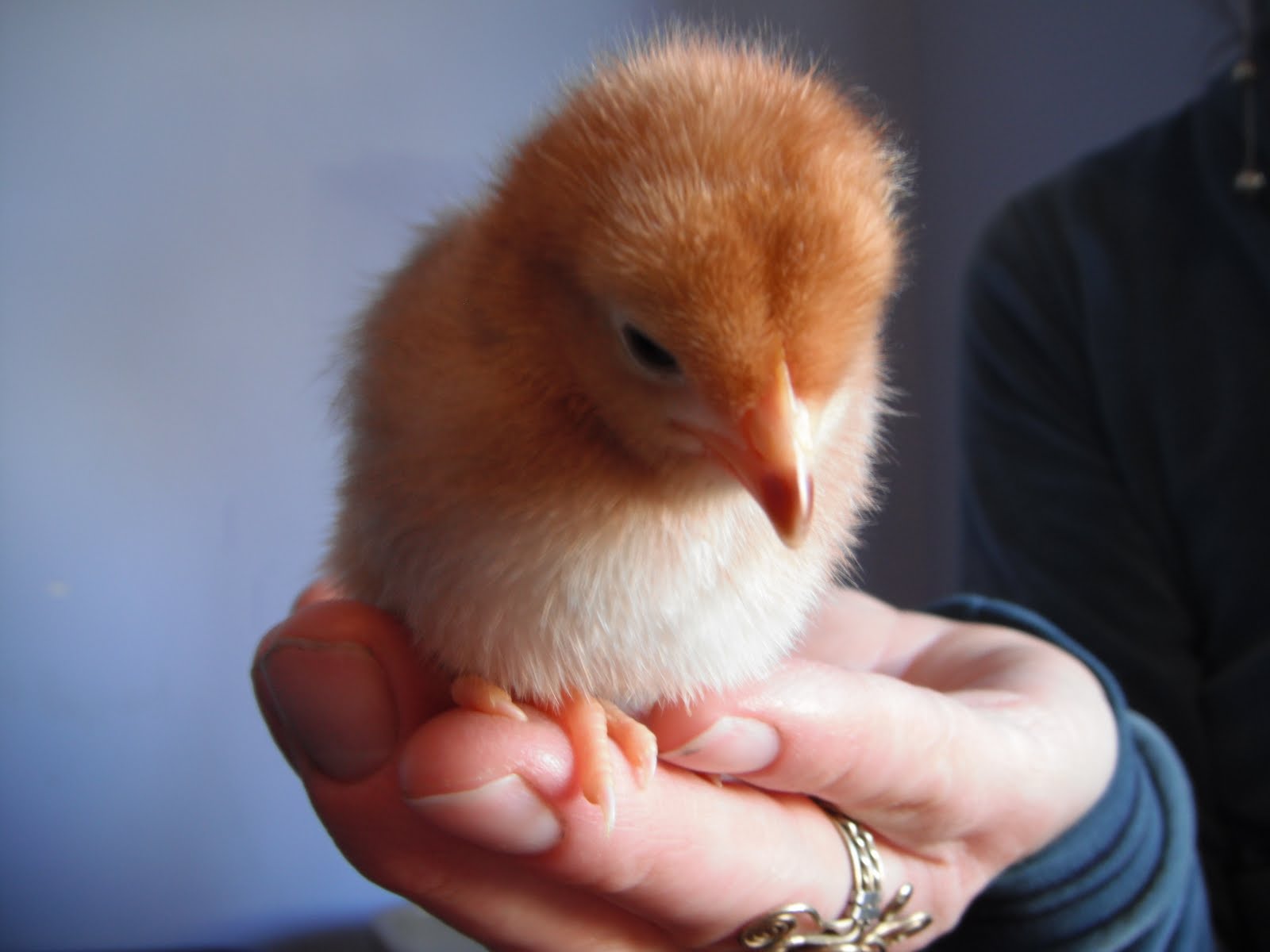 neilwaukee: our chicken friends