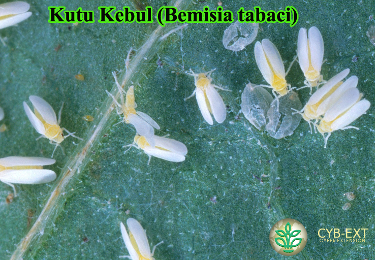 USAHA PETANI MELINDUNGI TANAMAN KAPAS (Gossypium herbaceum L.) TERHADAP ...