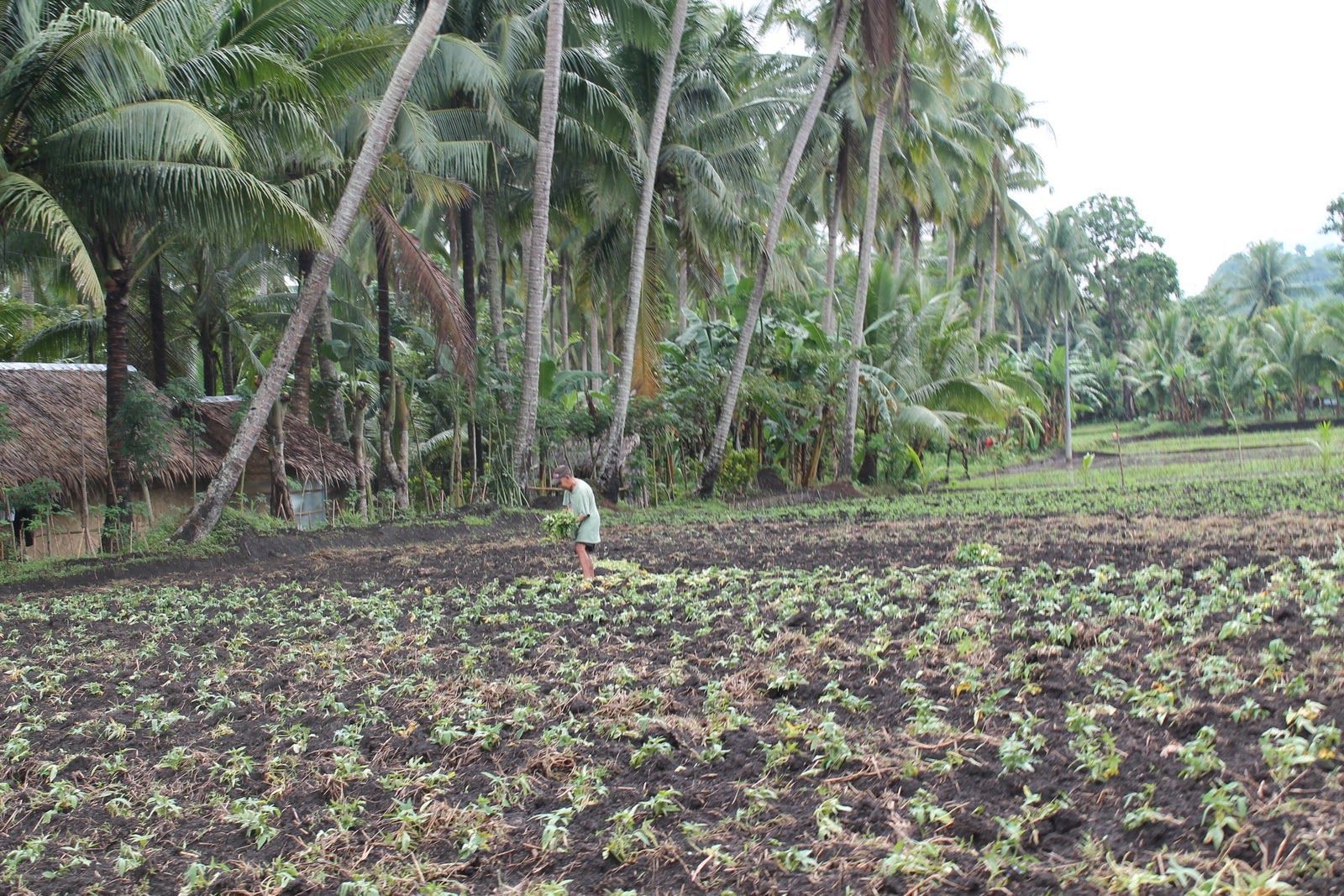 Sinarapan sa Buhi: Photo Gallery