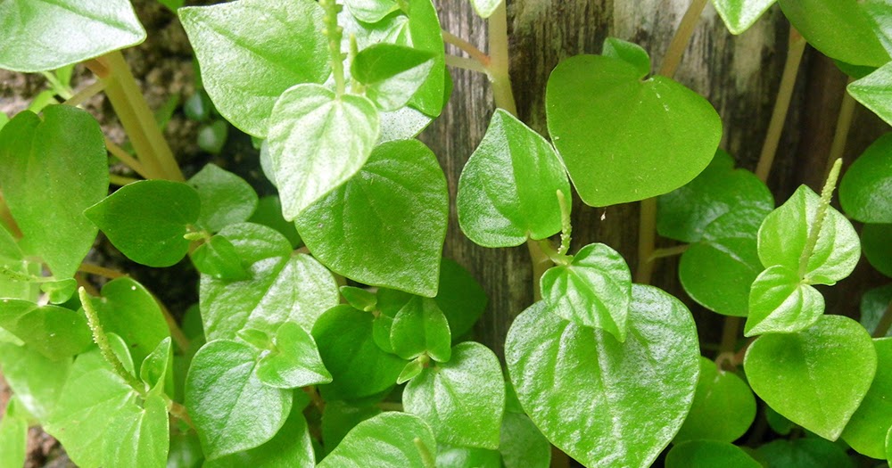 nature'sGift: PANSIT PANSITAN