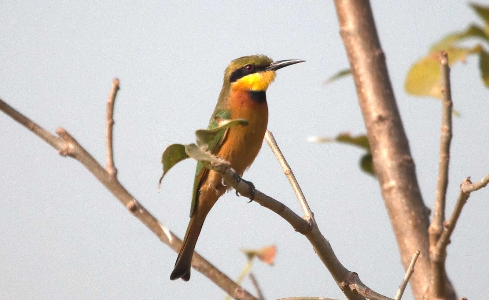 Cock of the Rock: Birding The Gambia Part 2: Bee-eaters