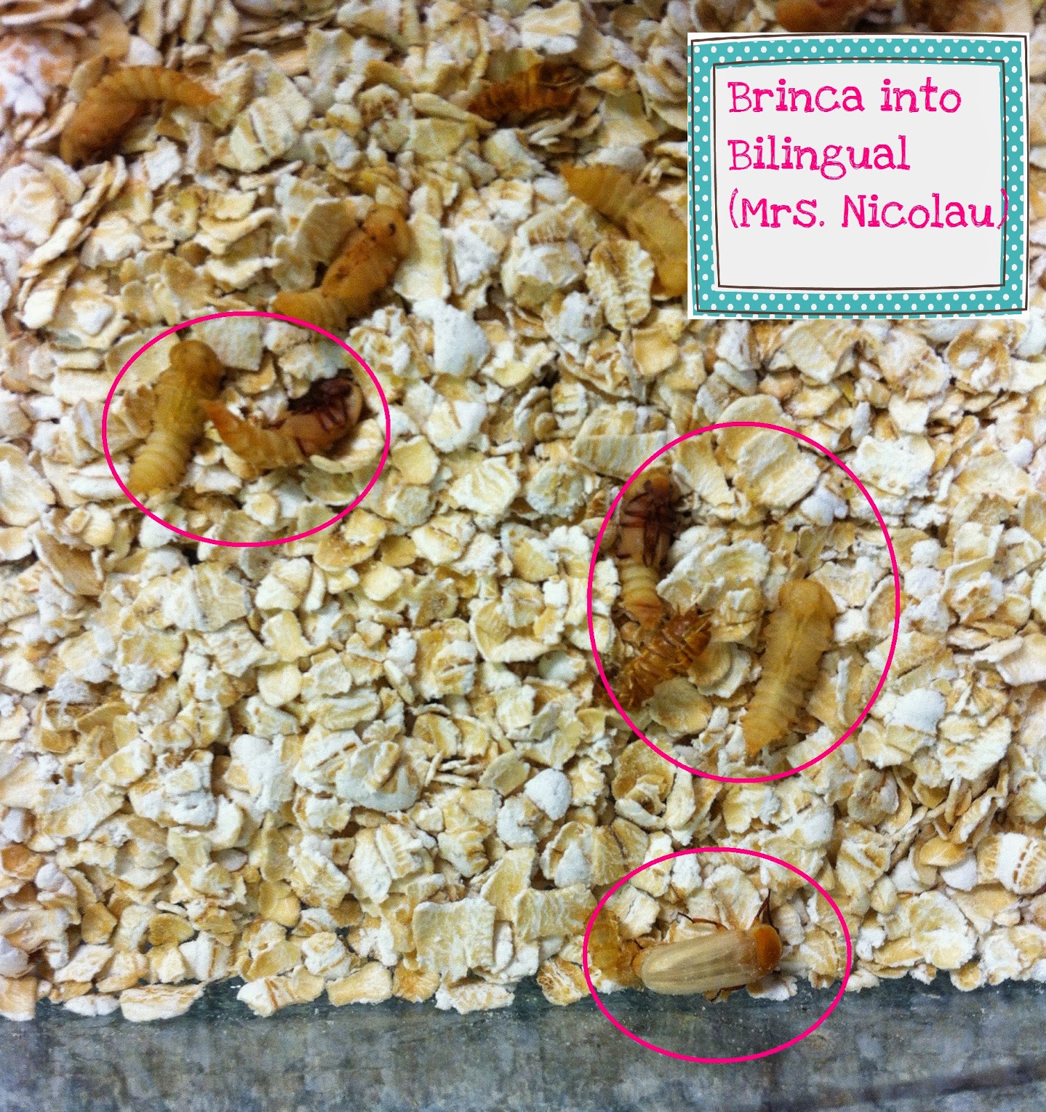 Brinca Into Bilingual (Mrs. Nicolau): Life cycle of frogs and Mealworms ...