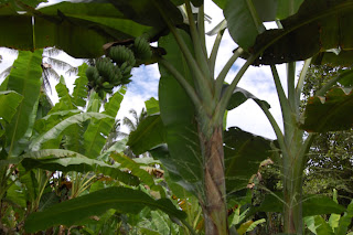 Suria Helang Lui: Bananas - Pisang Rastali