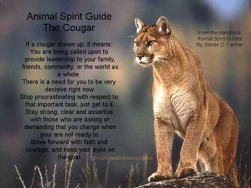 Crone Cronicles: Animal spirit ~the Cougar