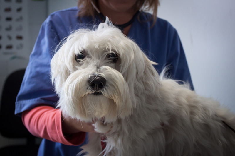 Study Shows Just How Stressed Dogs Are at the Vet's - My Pets