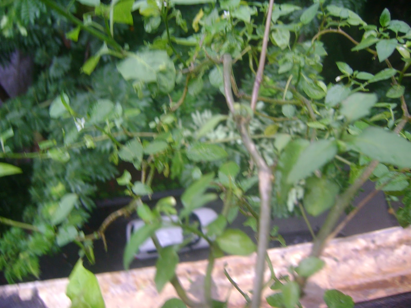 Raji Ramakrishnan : MANATHAKALI PLANT AND ITS BENEFITS