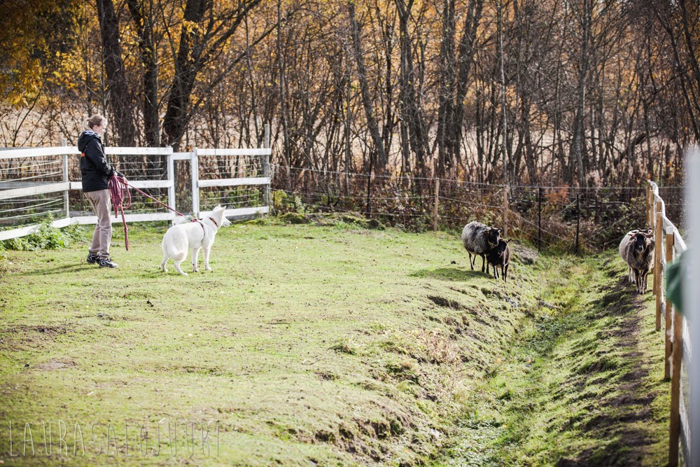 Paws Up: Paimenkoirat paimentaa