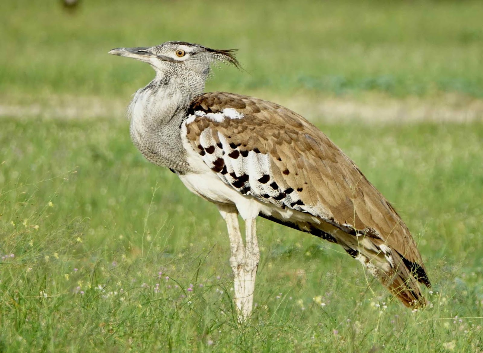 The Intrepid Tourist: ZIMBABWE, Birds of Hwange National Park, Guest ...
