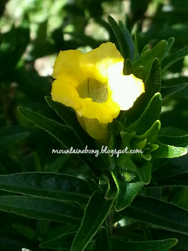 "SUKA SUKA ": Bunga pecah beling aka pecah kaca