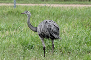 Greater Rhea | Wild Life World