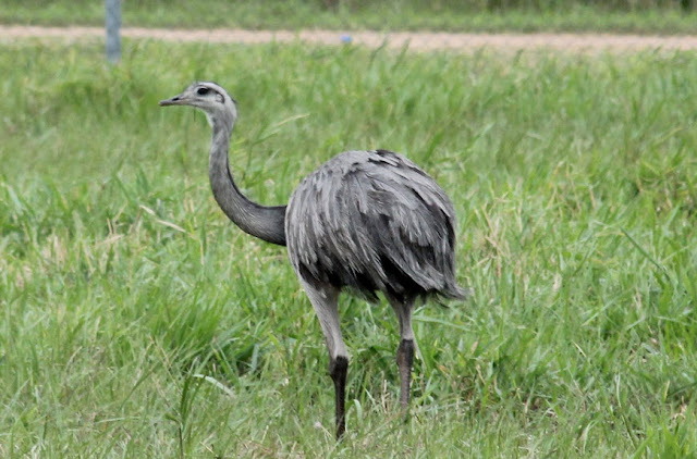 Greater Rhea | The Biggest Animals Kingdom