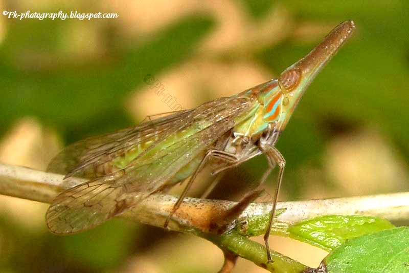 Dictyopharid Planthopper | Nature, Cultural, and Travel Photography Blog