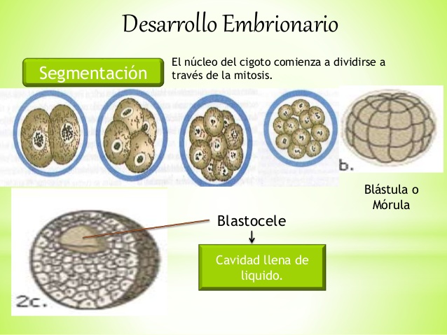 El Desarrollo Embrionario