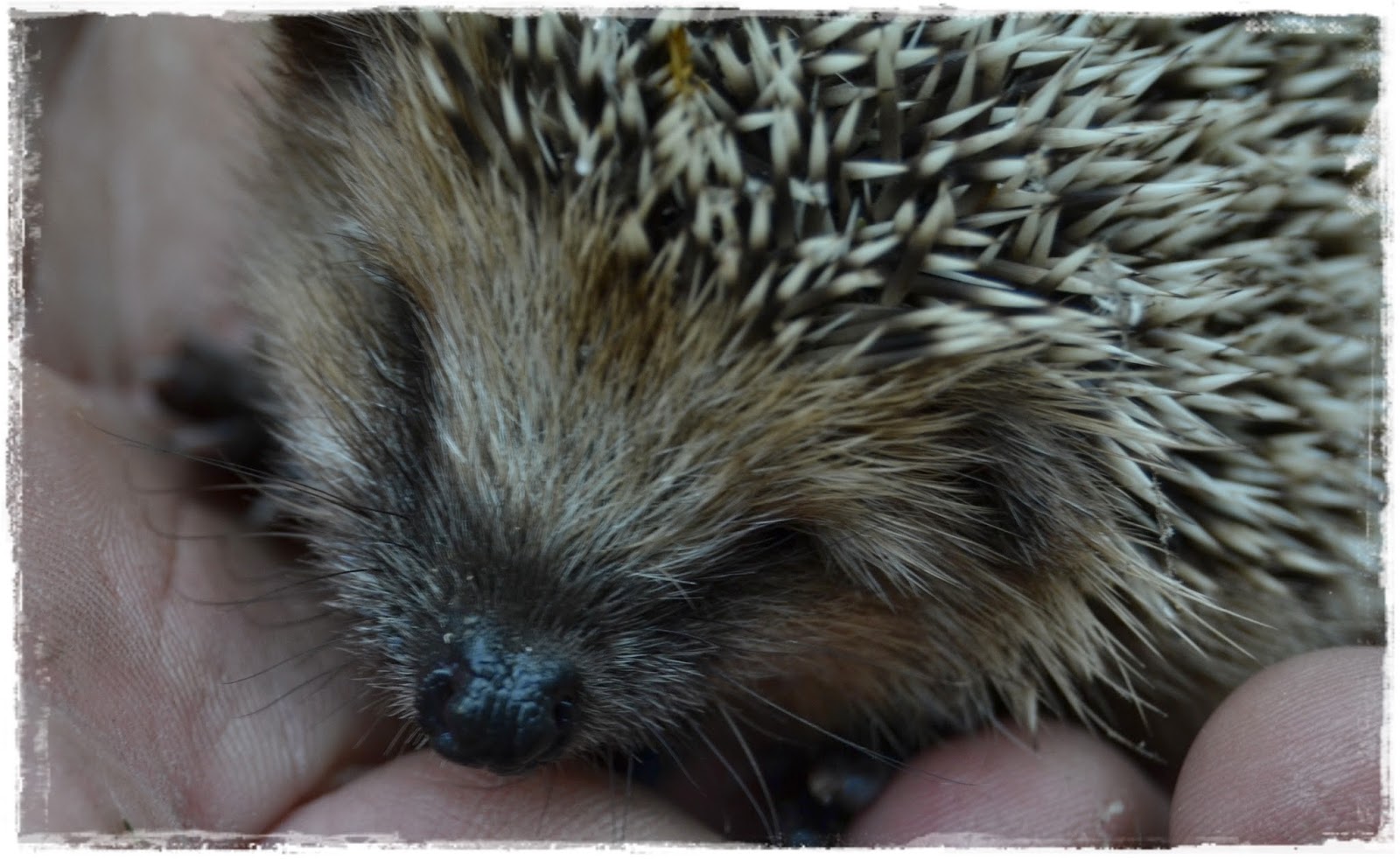 Villejä Lupiineja: Oi, sanoi siili...