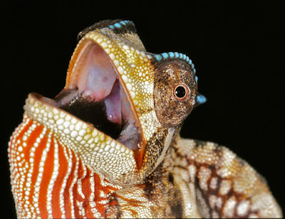 Real Monstrosities: Crested Chameleon