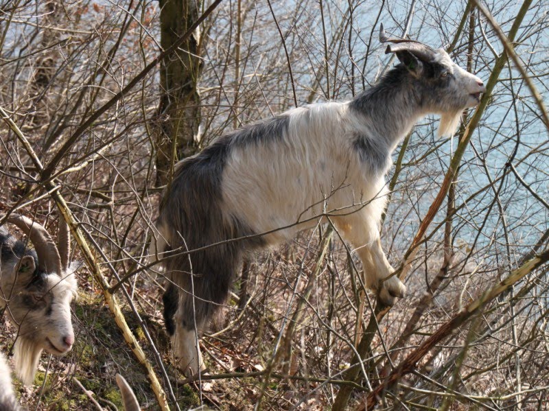 Natuurfotografie May Basten: Nederlandse Landgeit