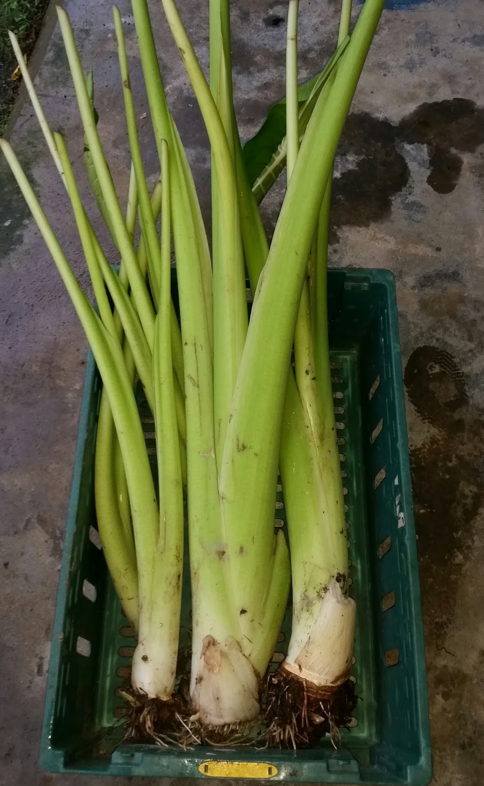 Warisan Petani: Sulur Keladi 2