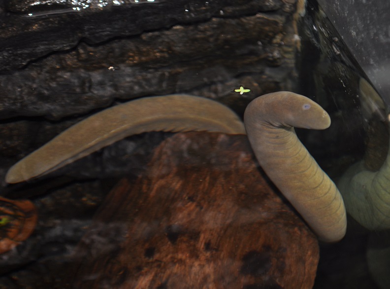 ZOOTOGRAFIANDO (6.096 ANIMALS): CECILIA CAYENNE / CAYENNE CAECILIAN ...