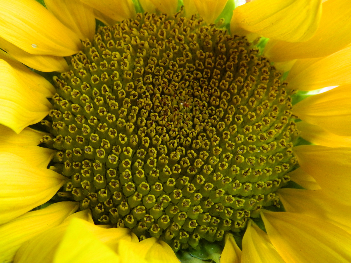 LA MULTI ANI, ROMANIA!: Prim planuri cu centrul florii soarelui