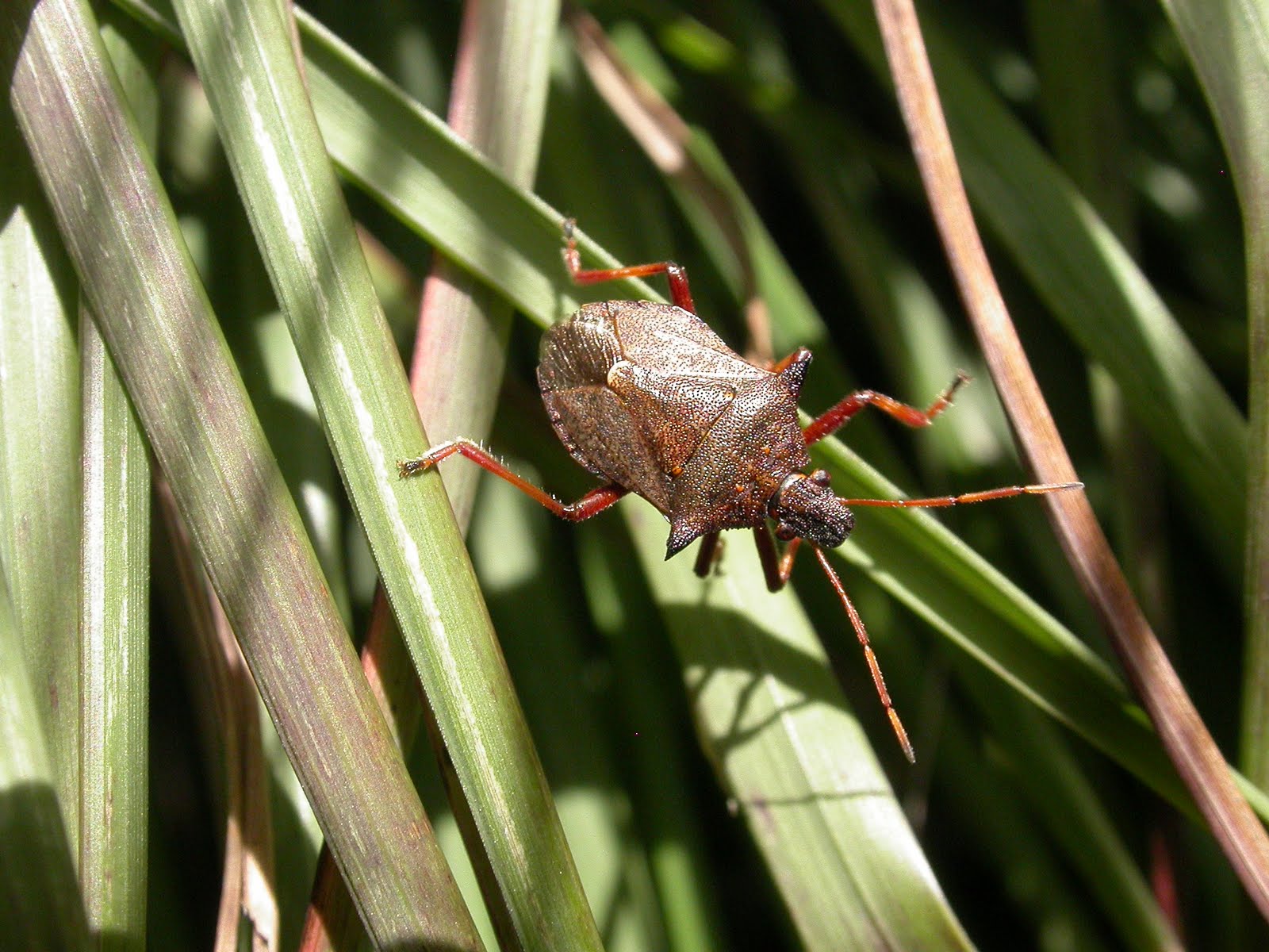 The Lyons Share: First record of rare shield bug for East Sussex!