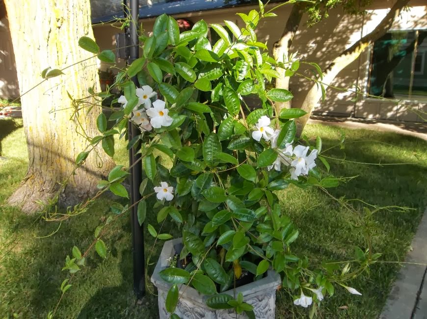 Future Plants by Randy Stewart: Mandevilla