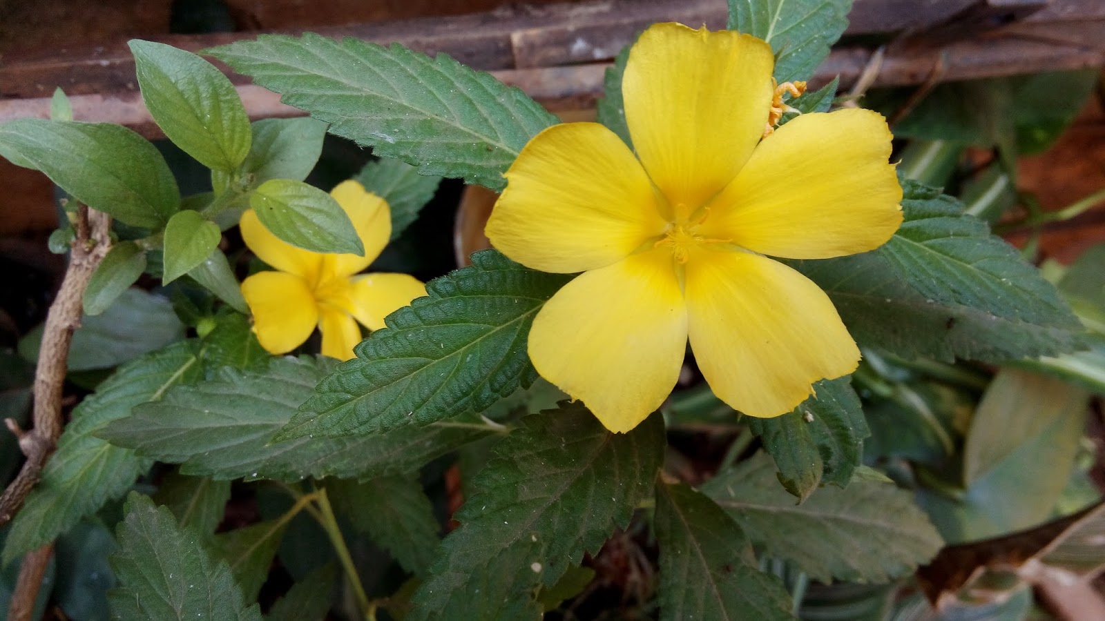 Garden Care Simplified: Yellow Mussaenda Flowering Plant Growing Tips ...