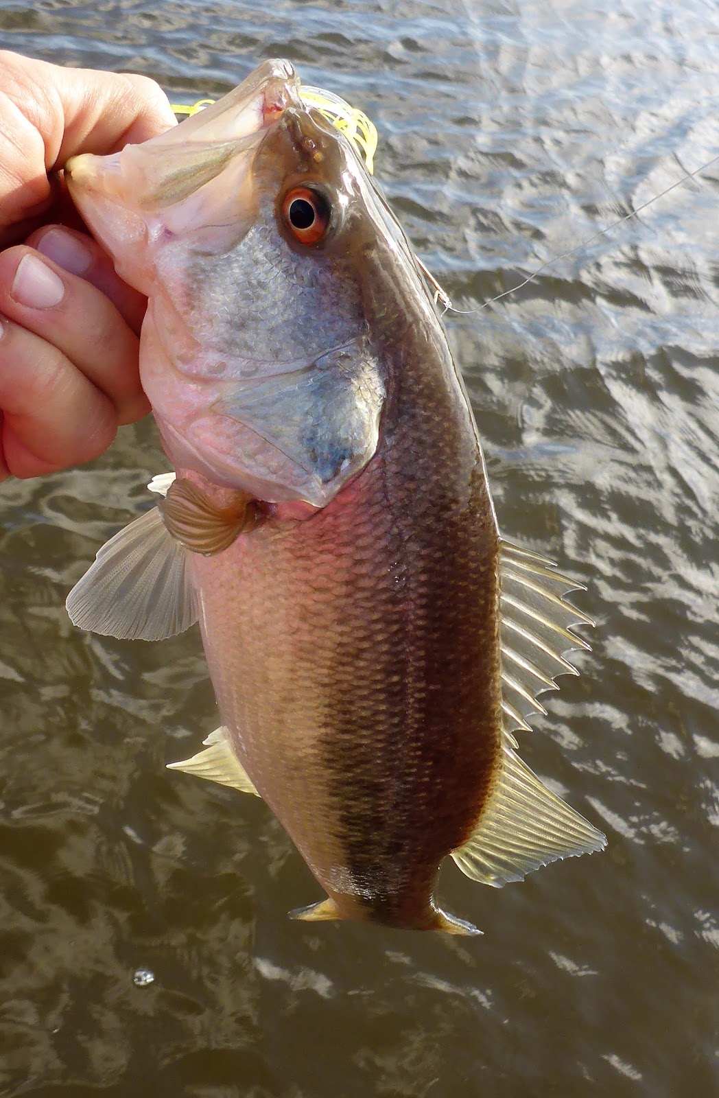 Jeff Samsel Fishing: Bass on the Fish List