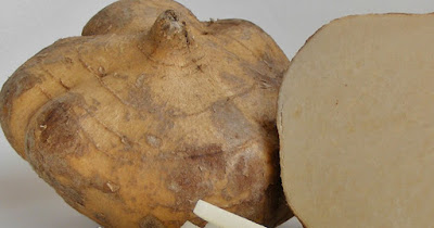 Cara Menanam Bengkuang Dengan Umbi Dan Manfaatnya Bagi Kesehatan ...