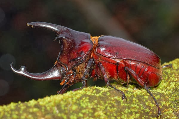 Andy foto natura: Escarabajos