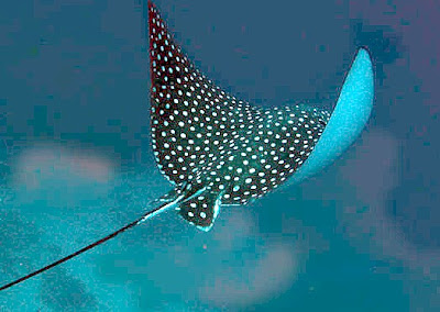 Ray Fish Species Evolution ~ planetanimalzone